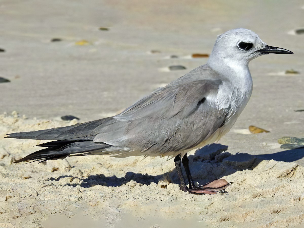 Gray Noddy - Anous albivitta - Birds of the World