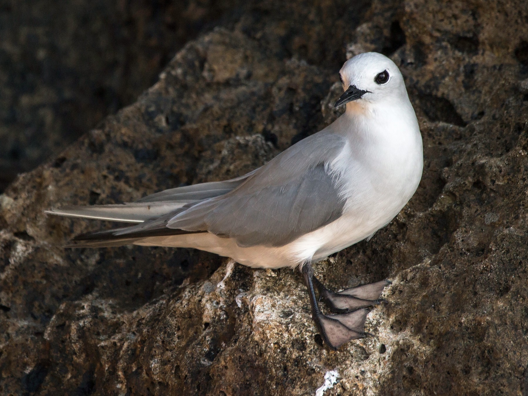 Gray Noddy - eBird