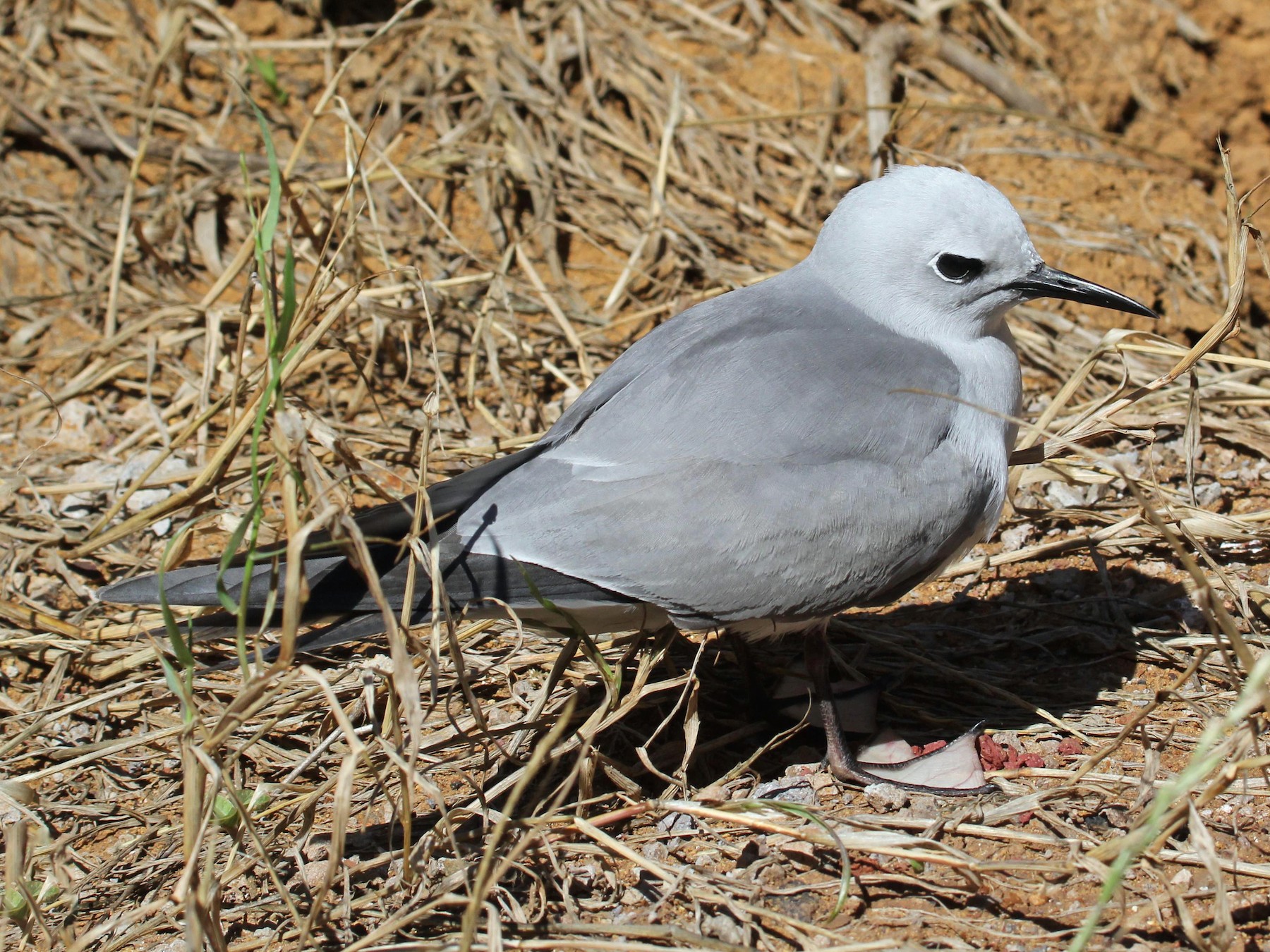 Gray Noddy - eBird