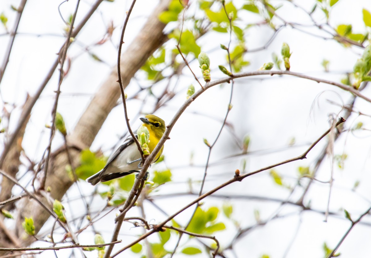 Maryland-DC Breeding Bird Atlas Checklist - 21 Apr 2020 - Susquehanna ...