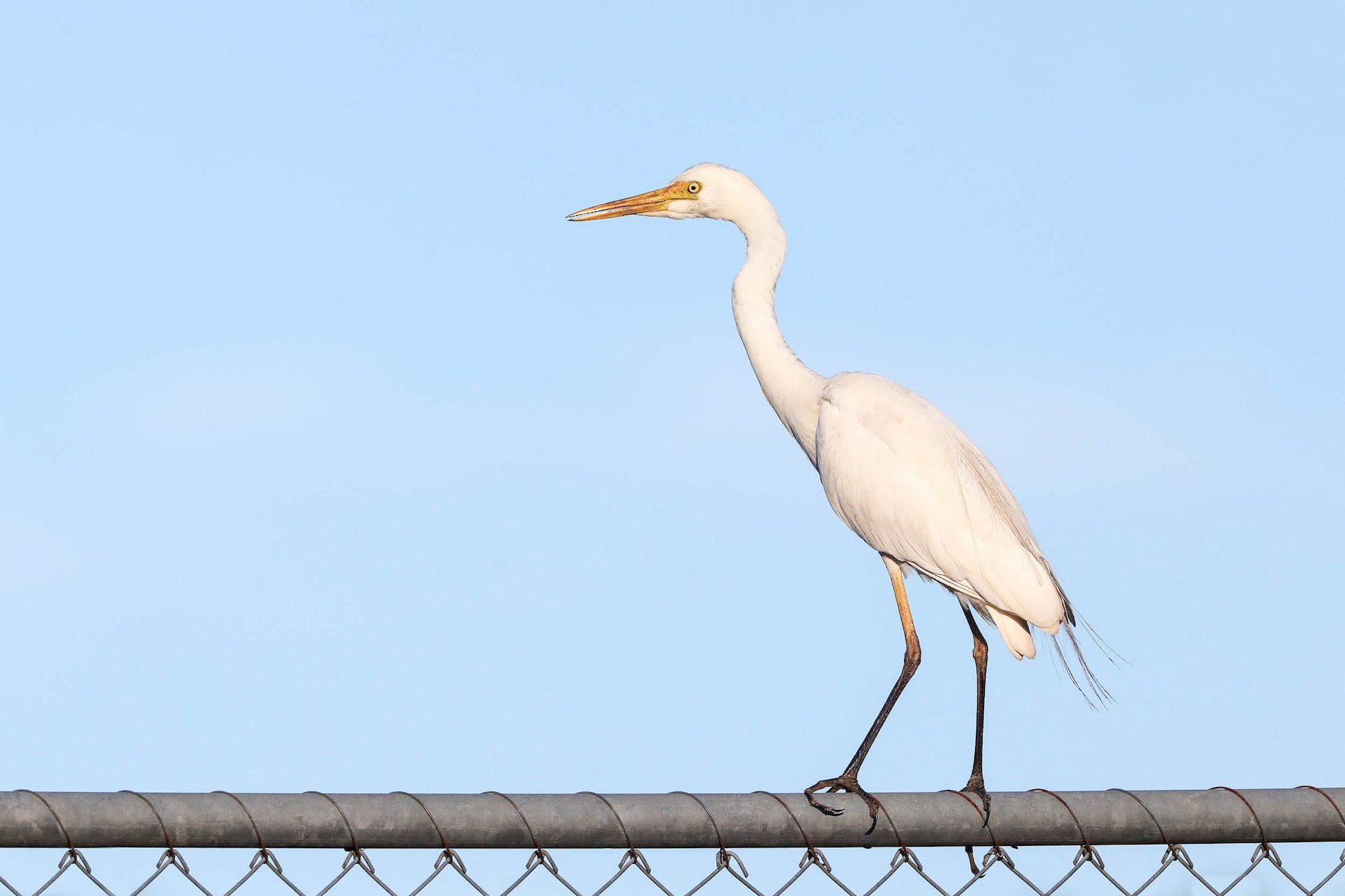 Intermediate Egret (Plumed) - eBird
