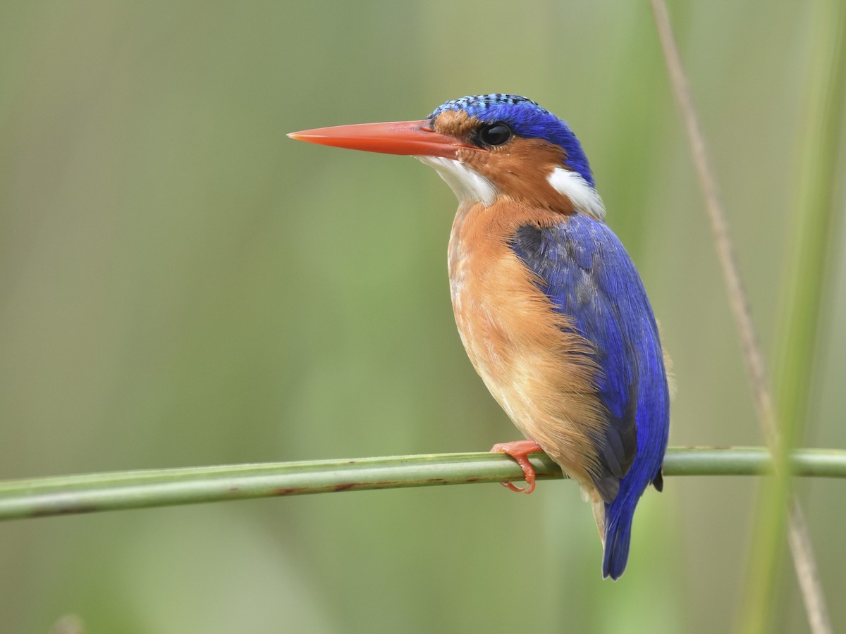 Malachite Kingfisher - Corythornis cristatus - Birds of the World