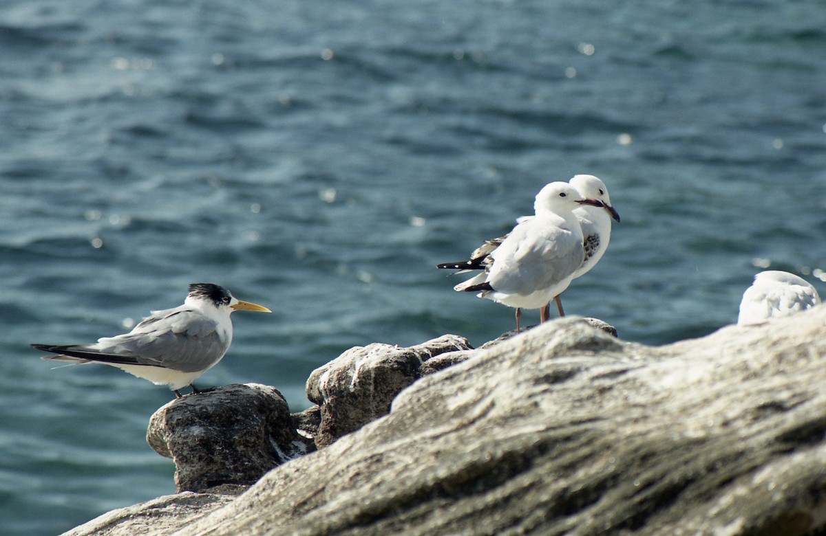 eBird Checklist - 12 Apr 2004 - Manly Beach - 13 species