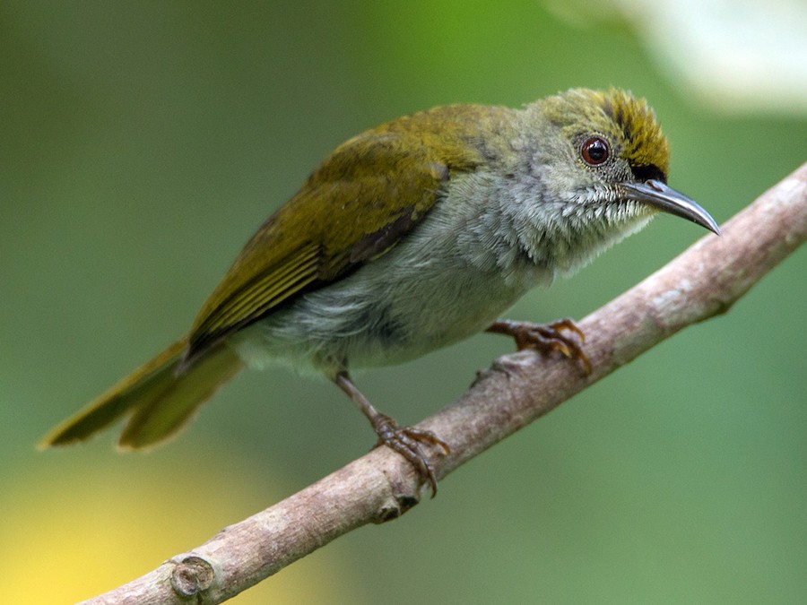 Plain Sunbird - eBird