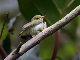 Plain Sunbird - eBird