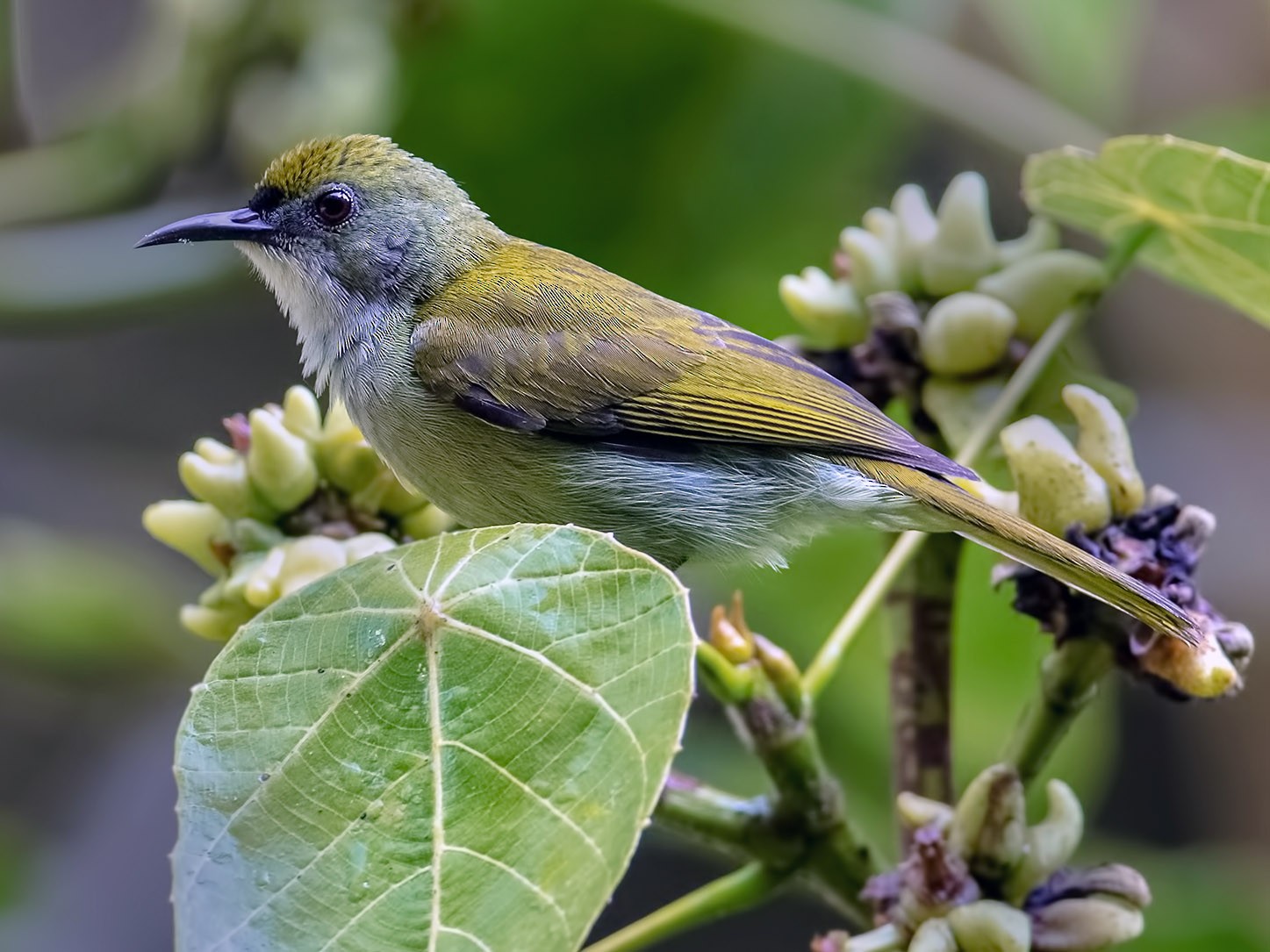 Plain Sunbird - eBird
