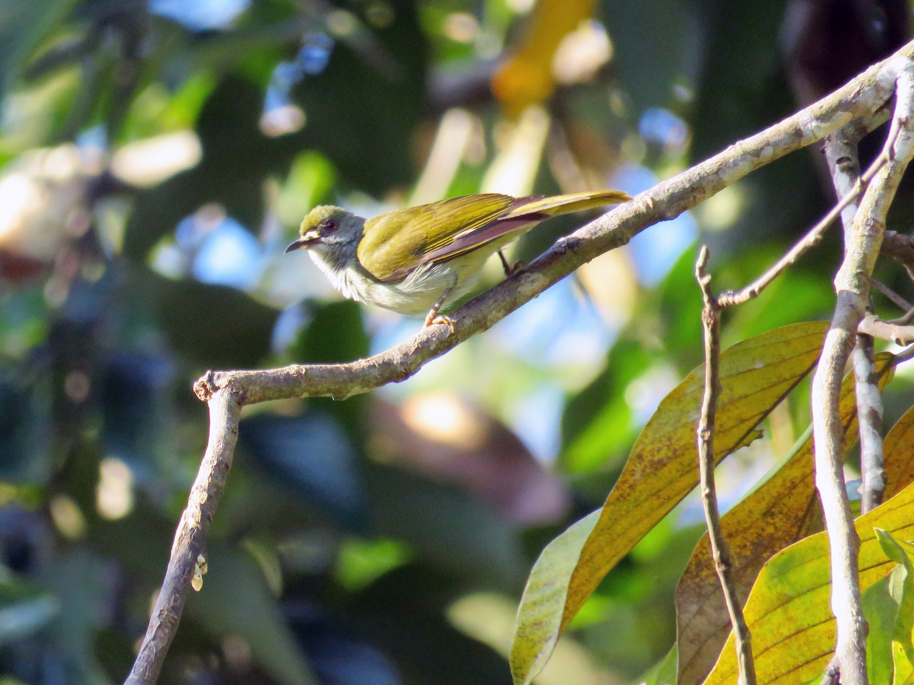 Plain Sunbird - eBird