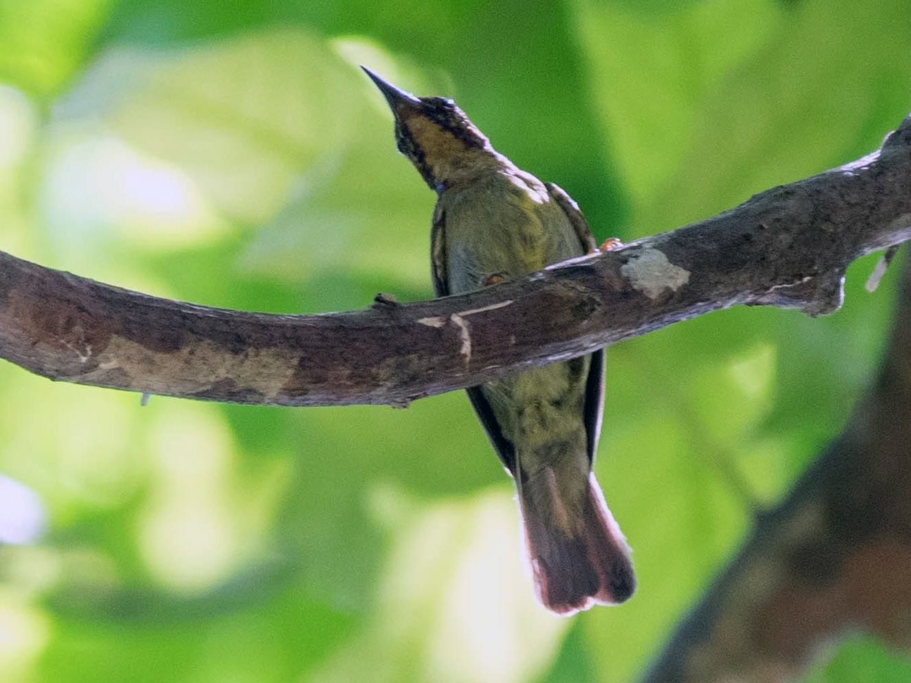 Red-throated Sunbird - eBird