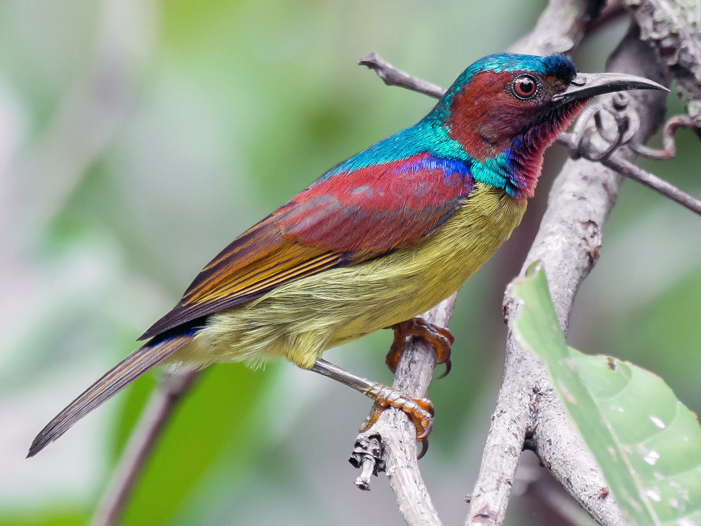 Red-throated Sunbird - eBird