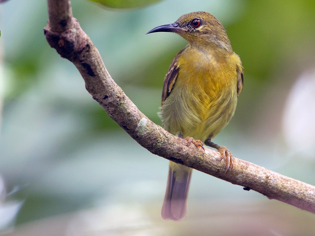 Red-throated Sunbird - eBird