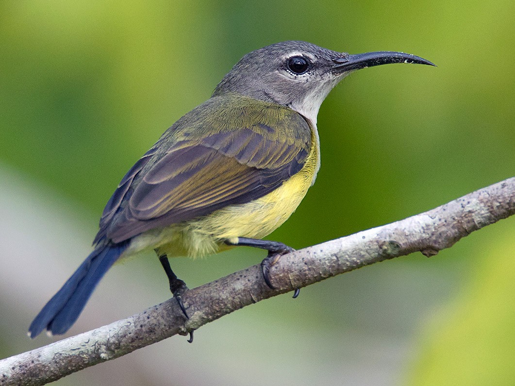 Copper-throated Sunbird - eBird