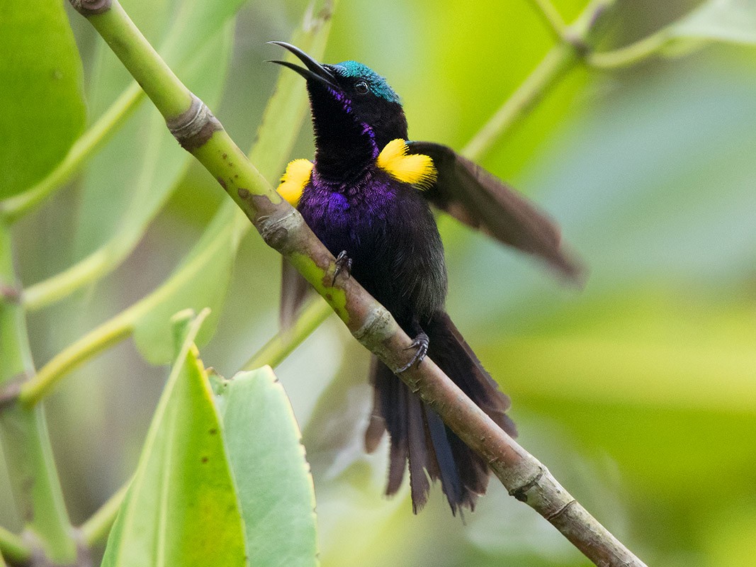 Copper-throated Sunbird - eBird