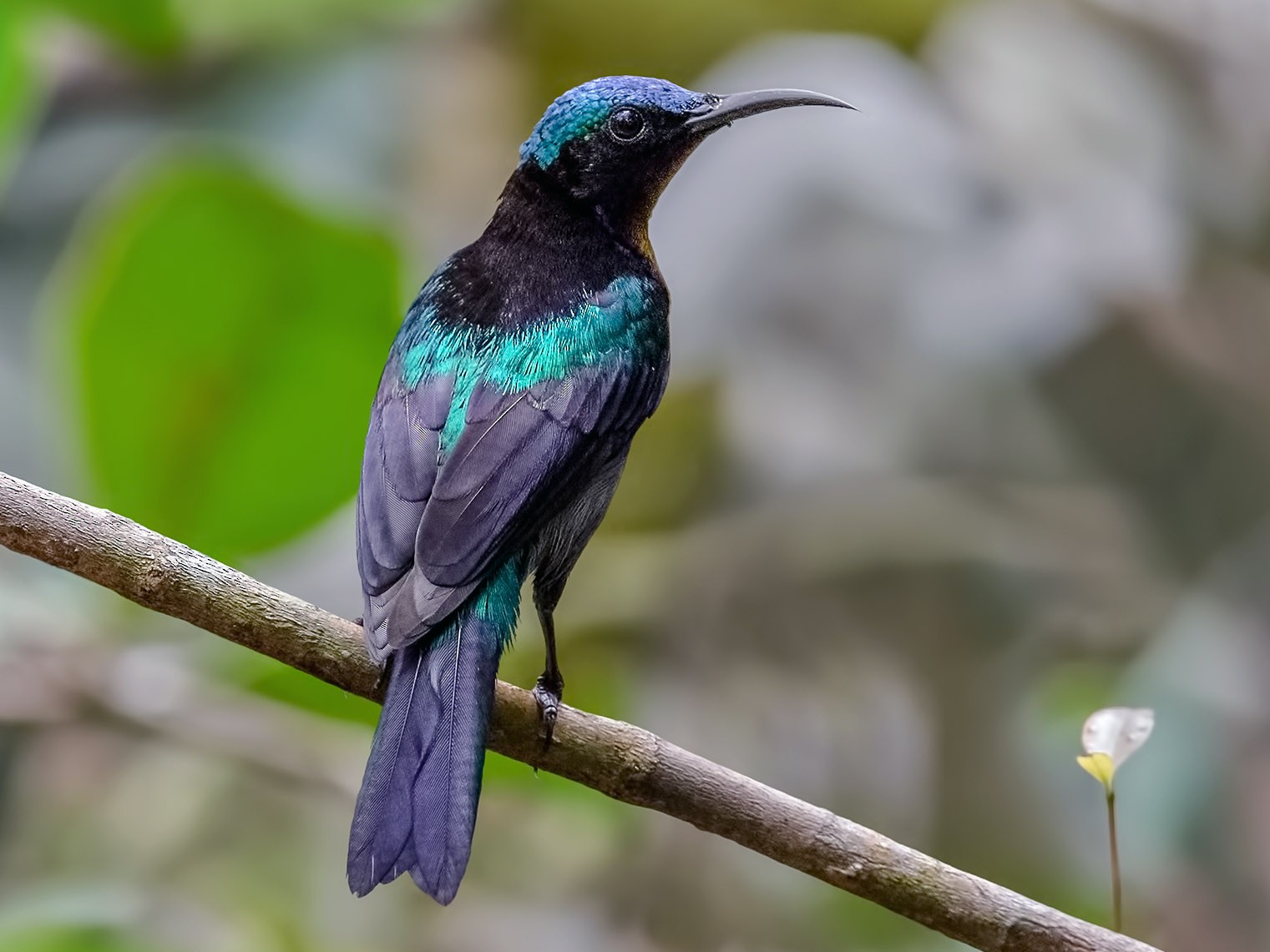 Copper-throated Sunbird - eBird