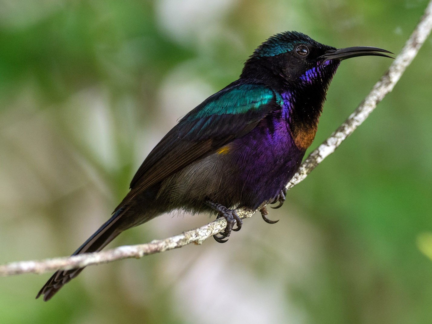 Copper-throated Sunbird - eBird