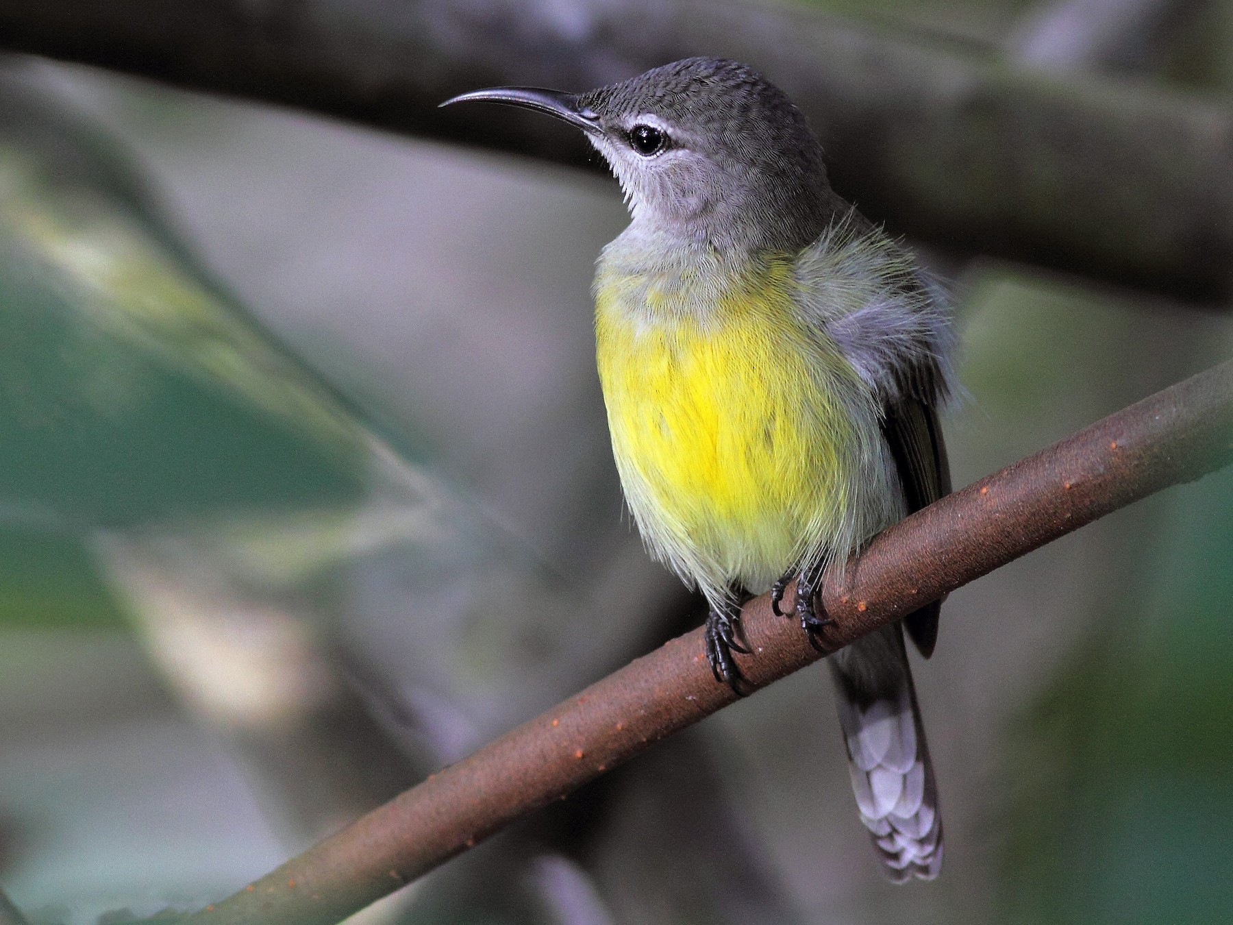 Copper-throated Sunbird - eBird