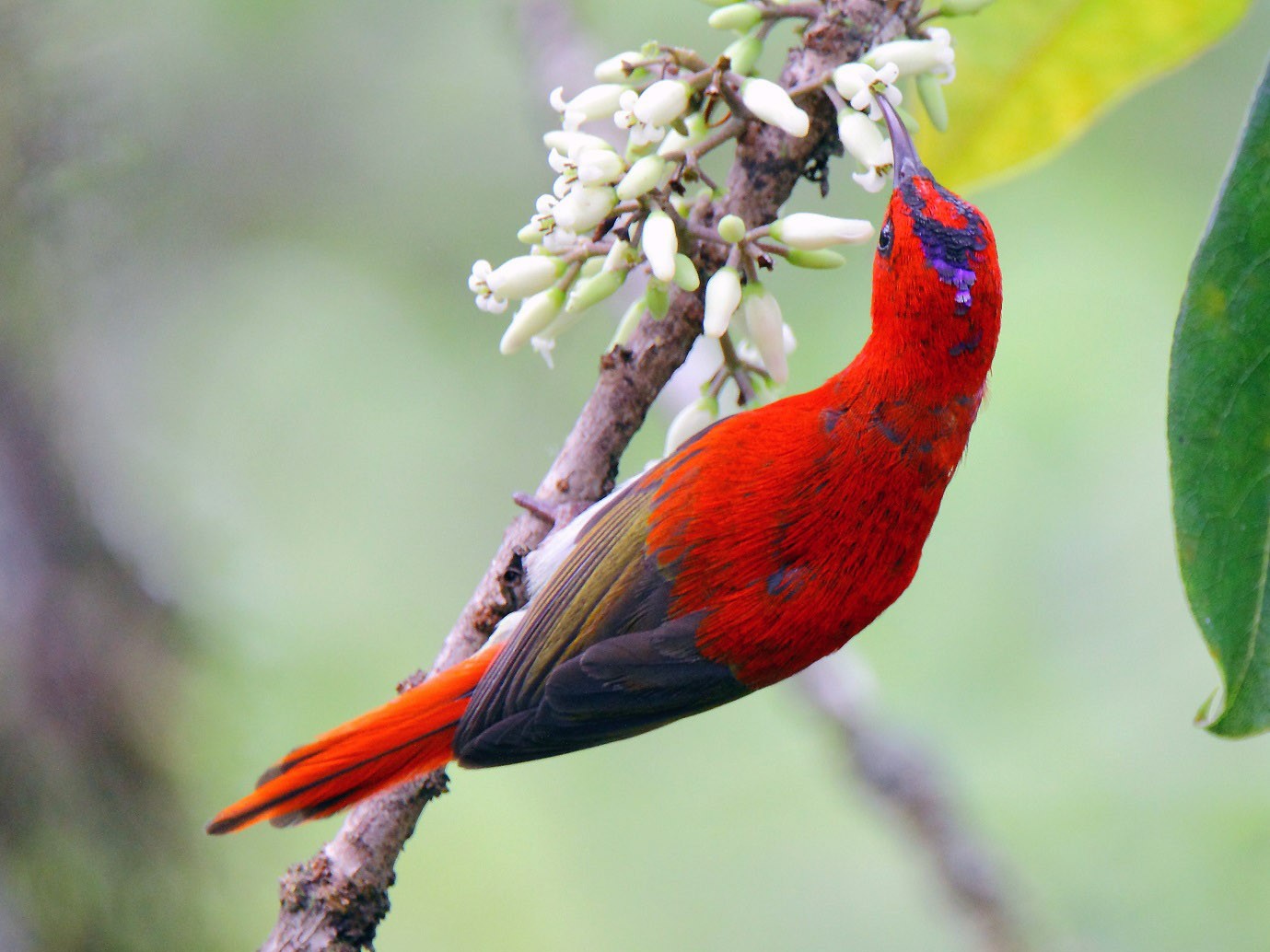 Temminck's Sunbird - eBird