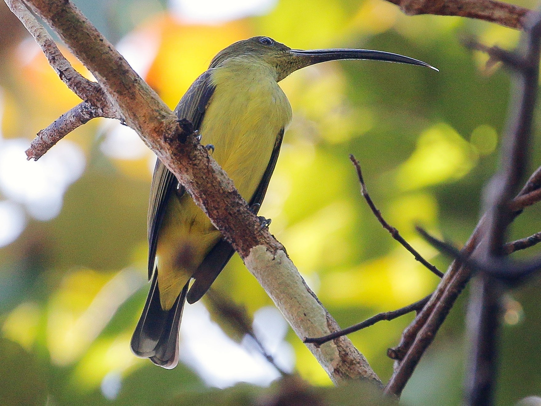 Long-billed Spiderhunter - eBird