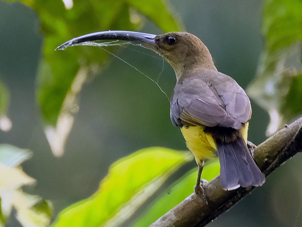 Long-billed Spiderhunter - eBird