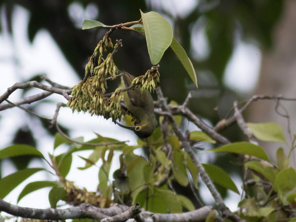 Spectacled Spiderhunter - eBird