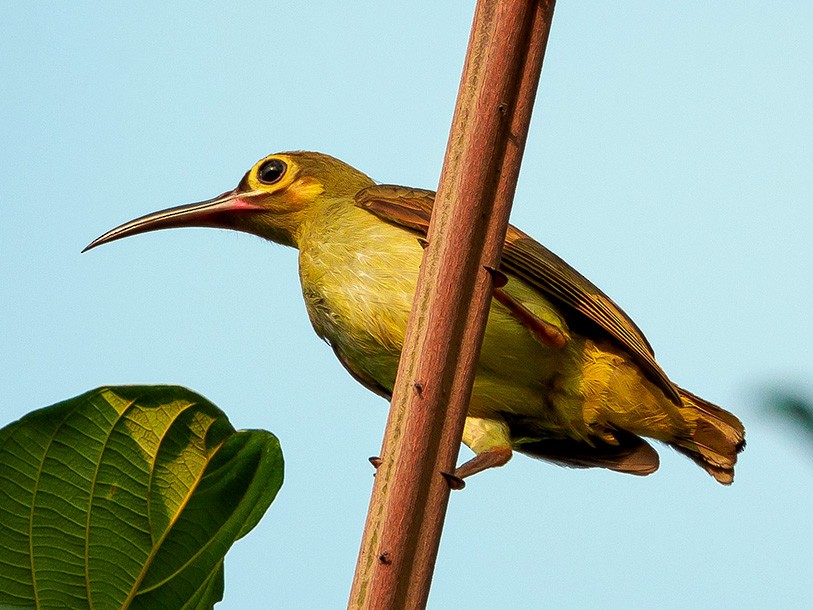 Spectacled Spiderhunter - eBird