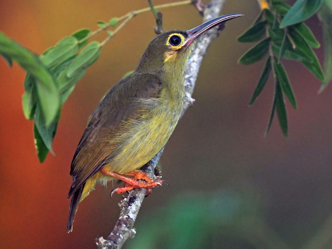 Spectacled Spiderhunter - eBird