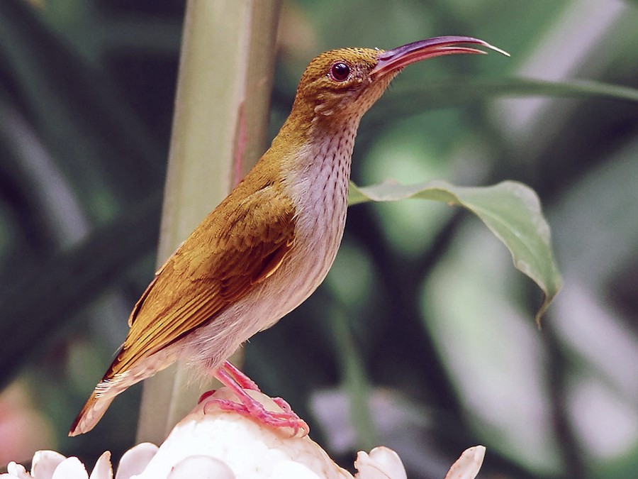 Grey-breasted Spiderhunter - eBird