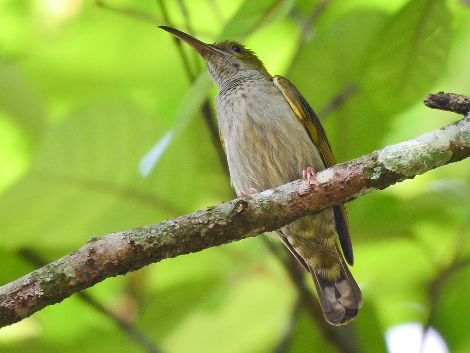 Gray-breasted Spiderhunter - eBird