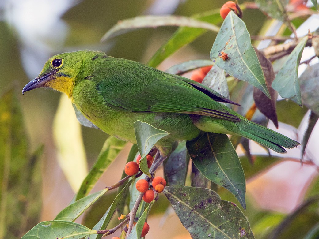 Greater Green Leafbird - eBird