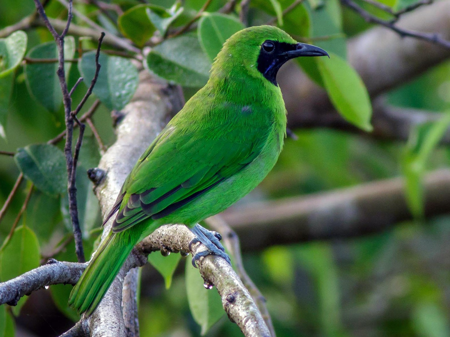 Greater Green Leafbird - eBird