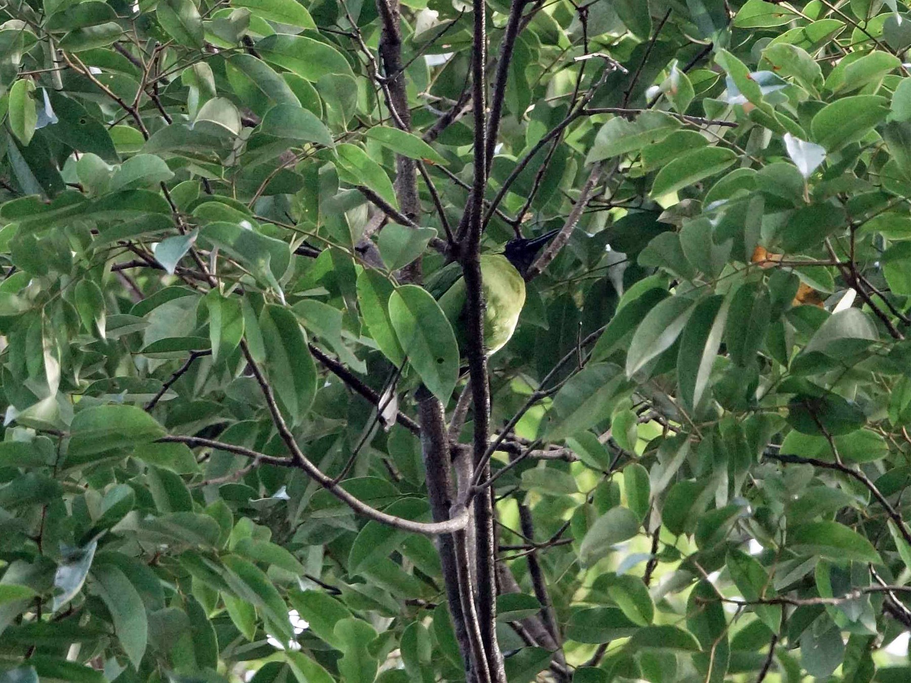 Greater Green Leafbird - eBird