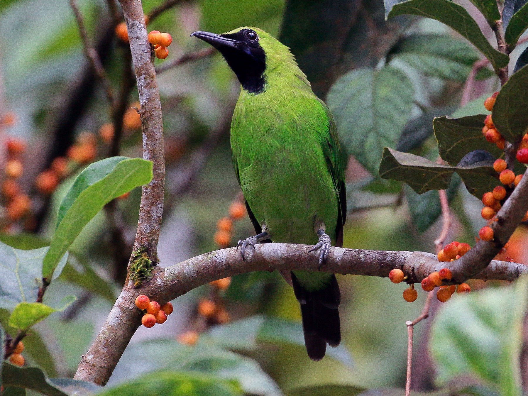 Greater Green Leafbird - eBird