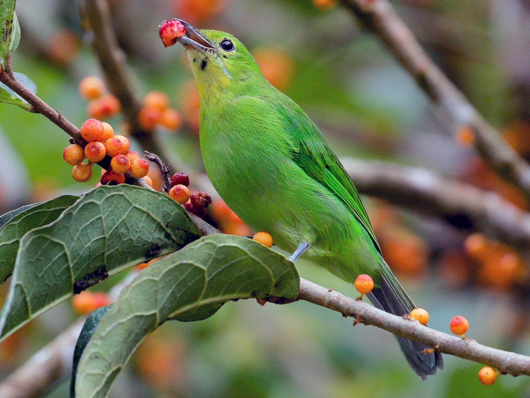 Greater Green Leafbird - eBird