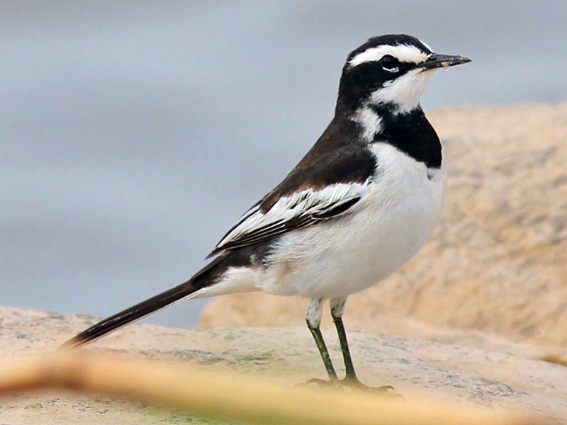 Mekong Wagtail - eBird