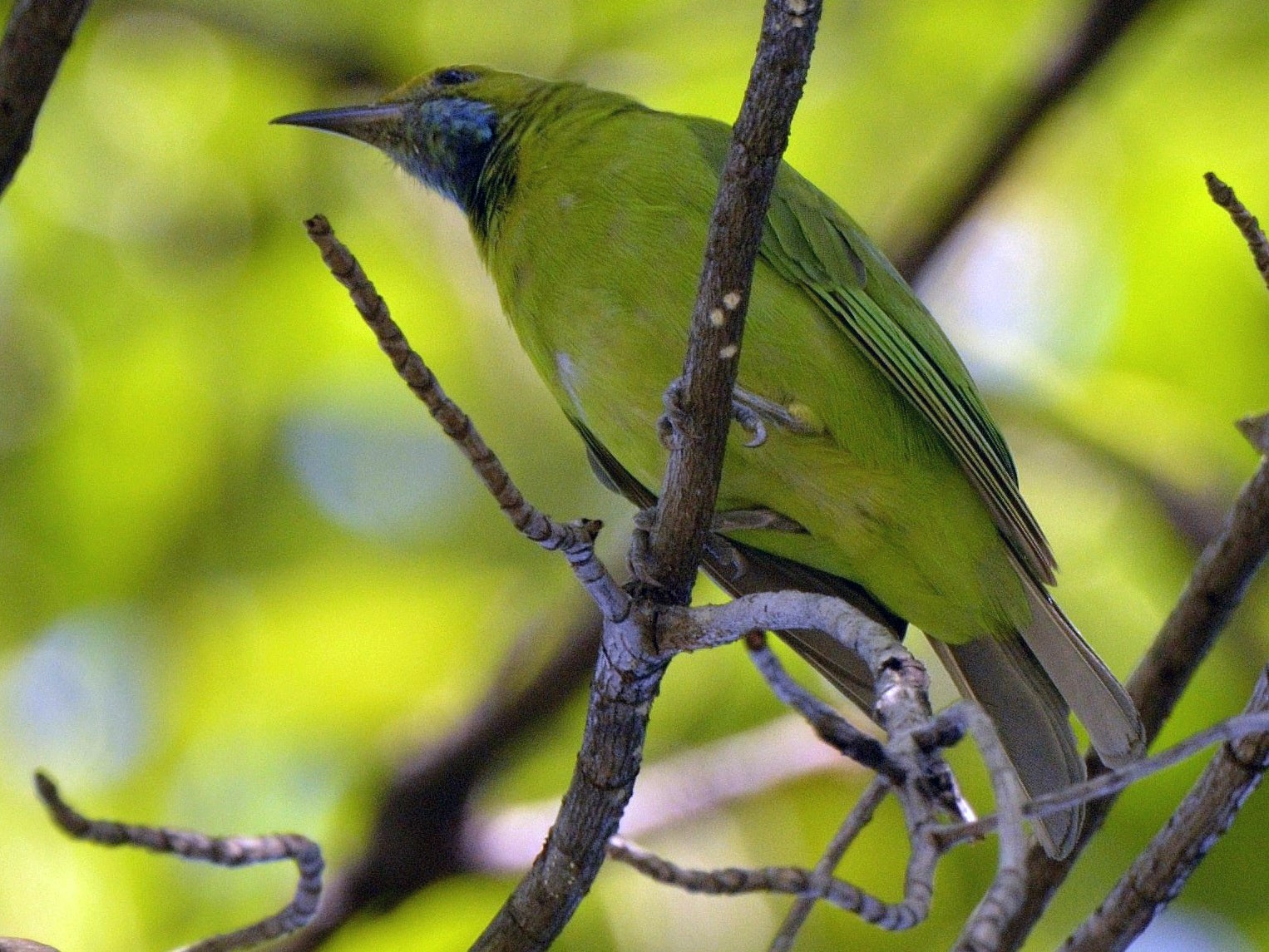 Lesser Green Leafbird - eBird