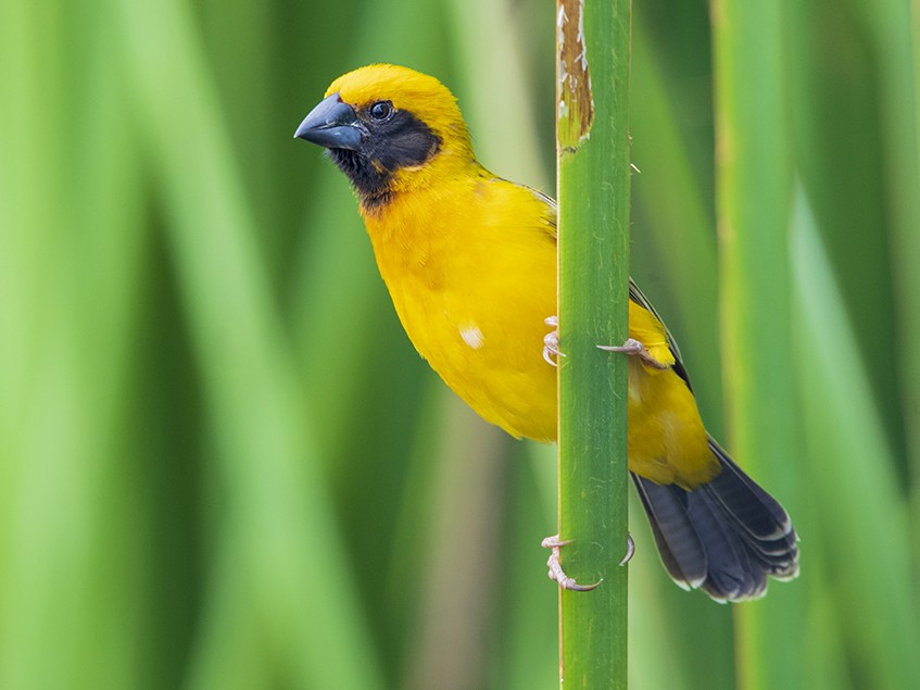 Asian Golden Weaver - eBird