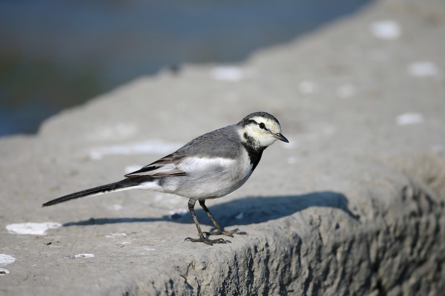 White Wagtail (Black-backed) - eBird