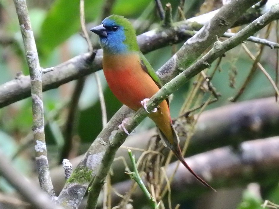 Pin-tailed Parrotfinch - eBird