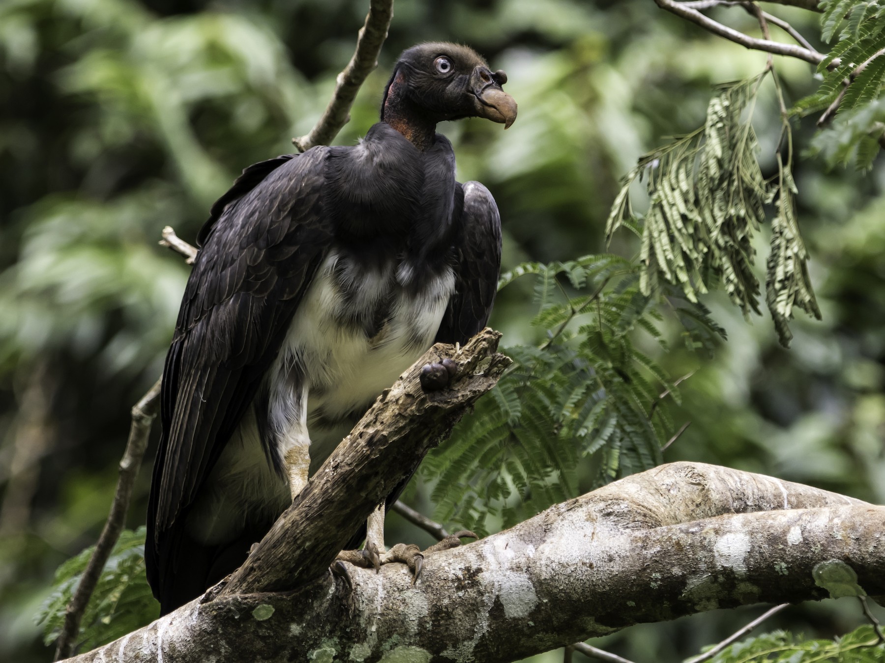 King Vulture - eBird