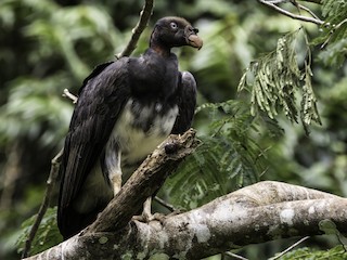 Zopilote Rey - eBird