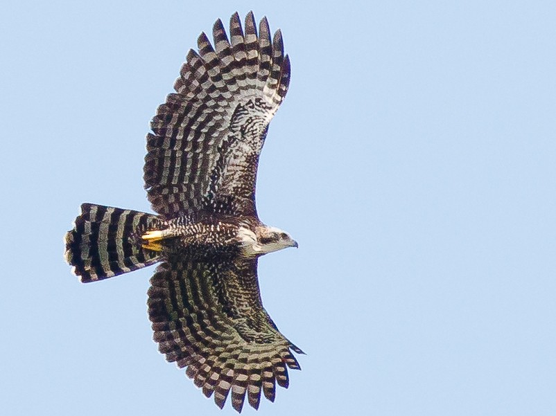 Black Hawk-Eagle - eBird