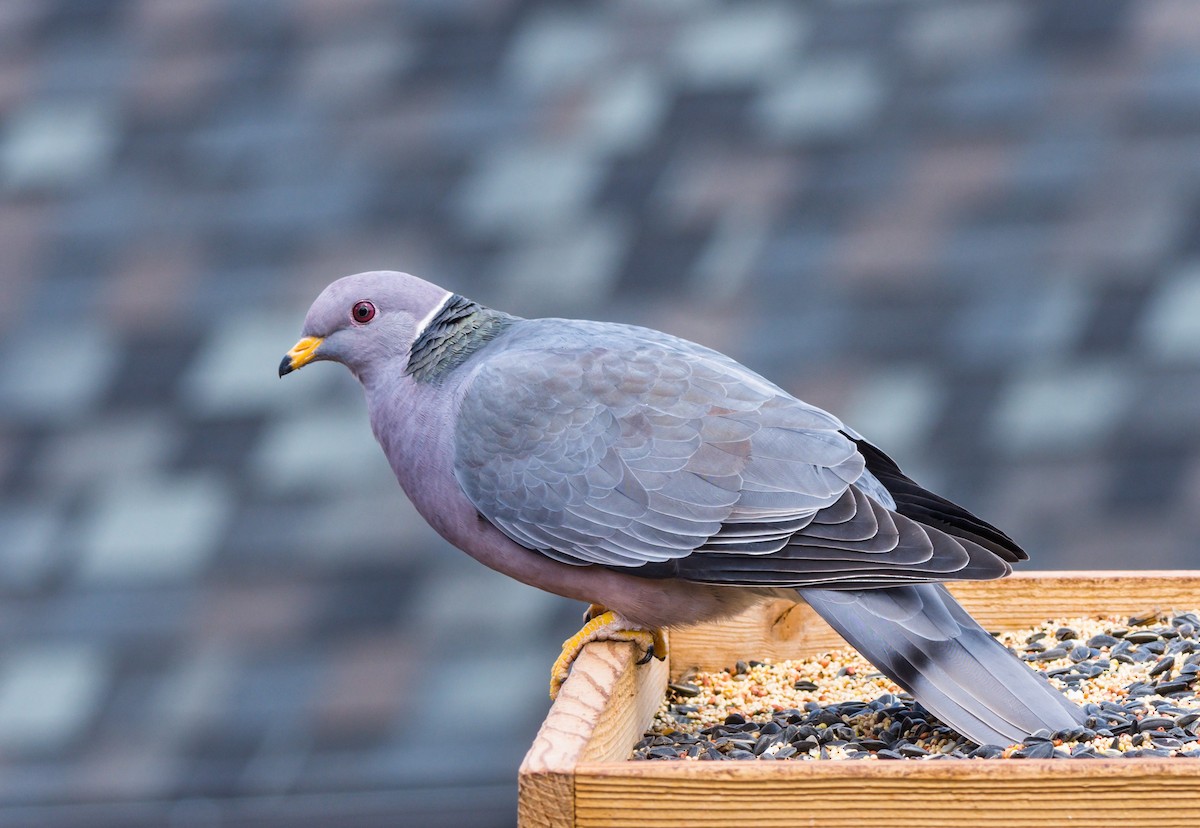 ML226254901 Band-tailed Pigeon Macaulay Library