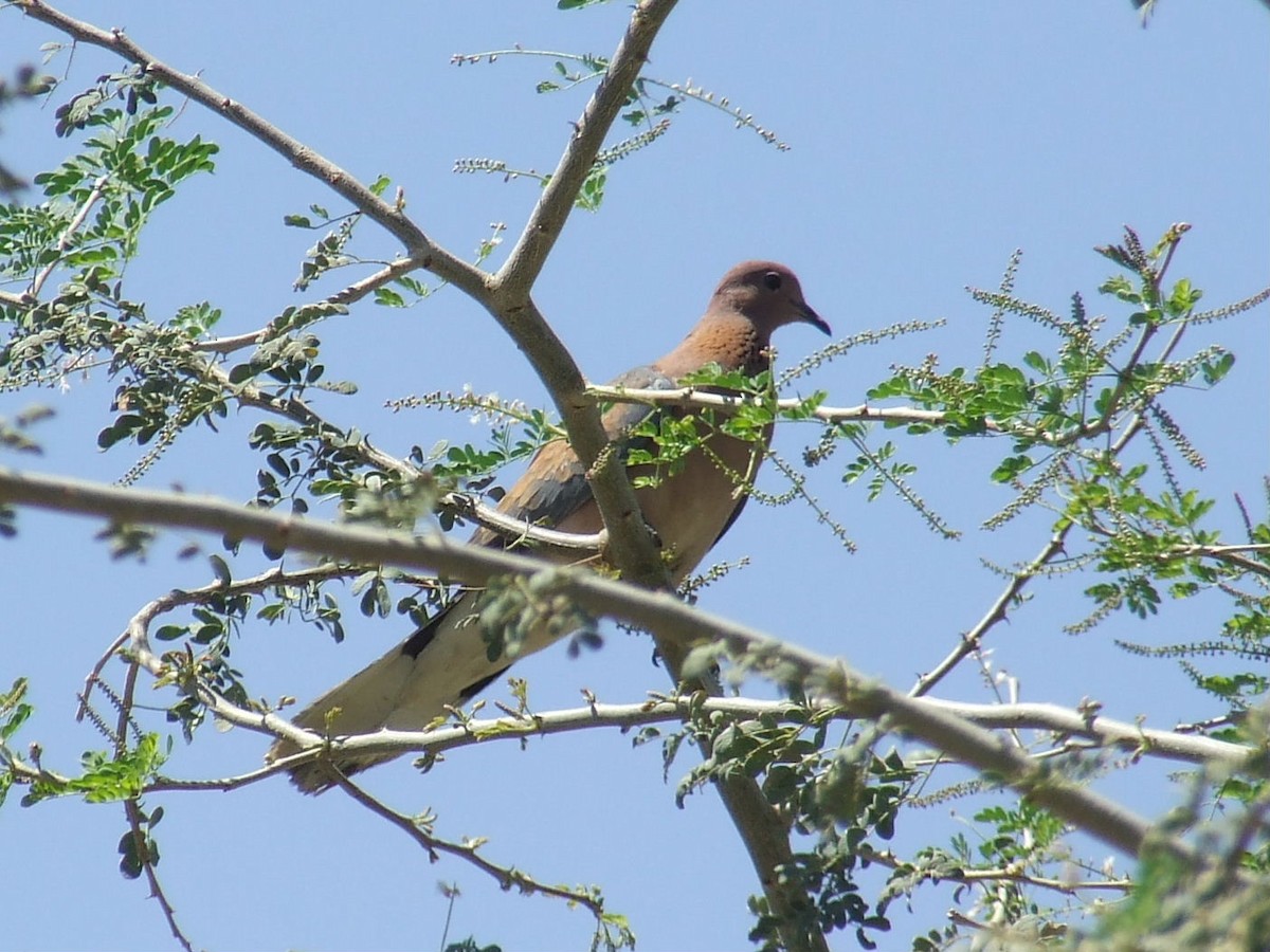 eBird Portugal Checklist - 5 Apr 2008 - New Aswan City Bridge (كوبري ...