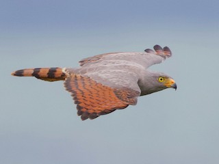 Roadside Hawk - eBird