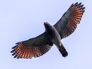 Roadside Hawk - eBird