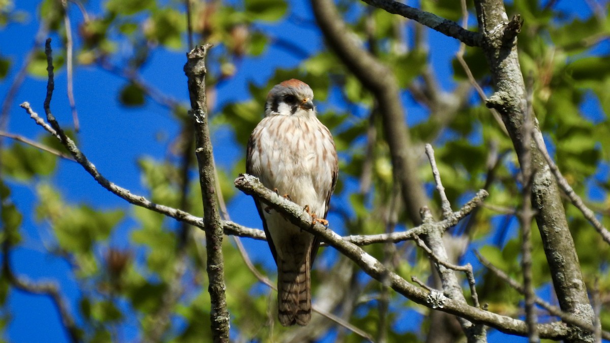 Maryland-DC Breeding Bird Atlas Checklist - 22 Apr 2020 - Hernwood ...