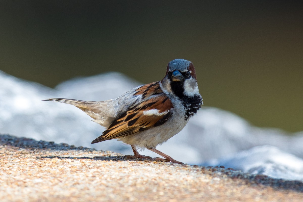 eBird Checklist - 23 Apr 2020 - Pickwick Dam - 40 species