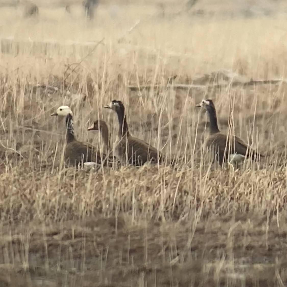 eBird Checklist - 19 Apr 2020 - Anchorage Coastal WR--Rabbit Creek - 14 ...