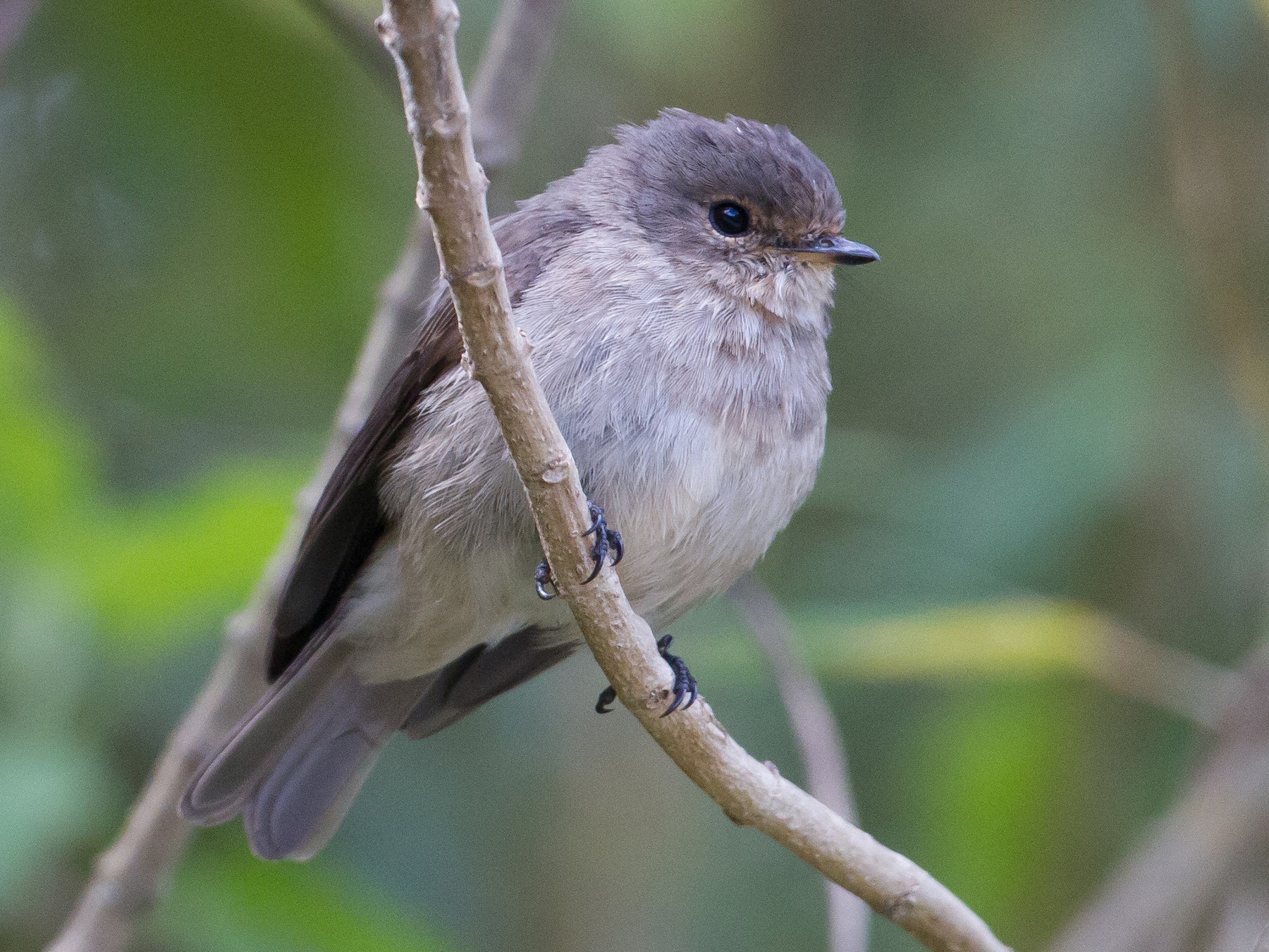 African Dusky Flycatcher - eBird