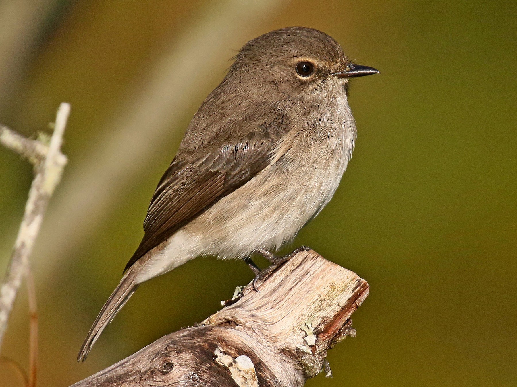 African Dusky Flycatcher - eBird