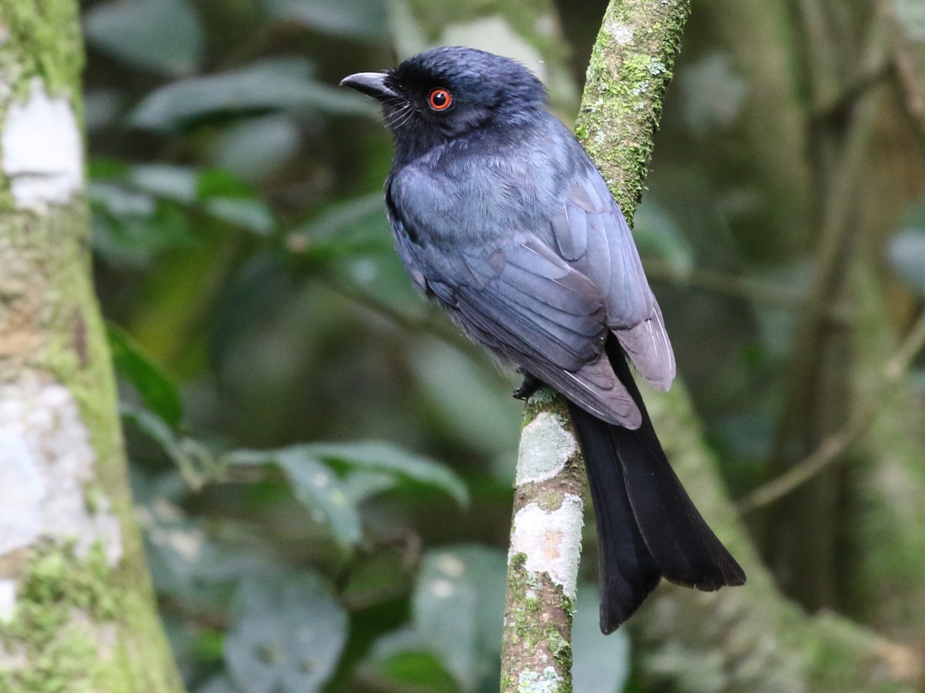 Square-tailed Drongo - eBird
